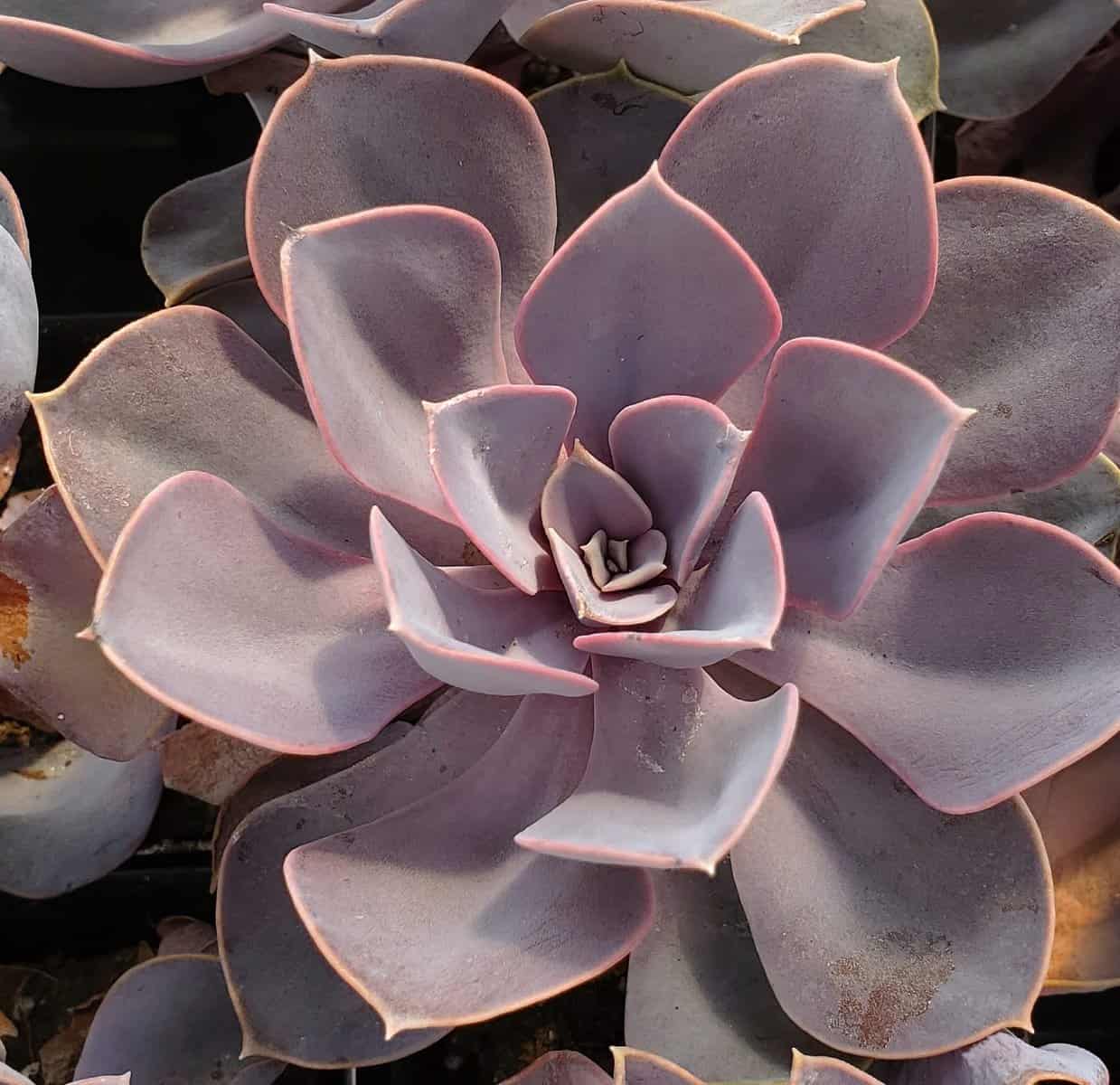 100+ Types of Succulents with Pictures & Names (Identification)