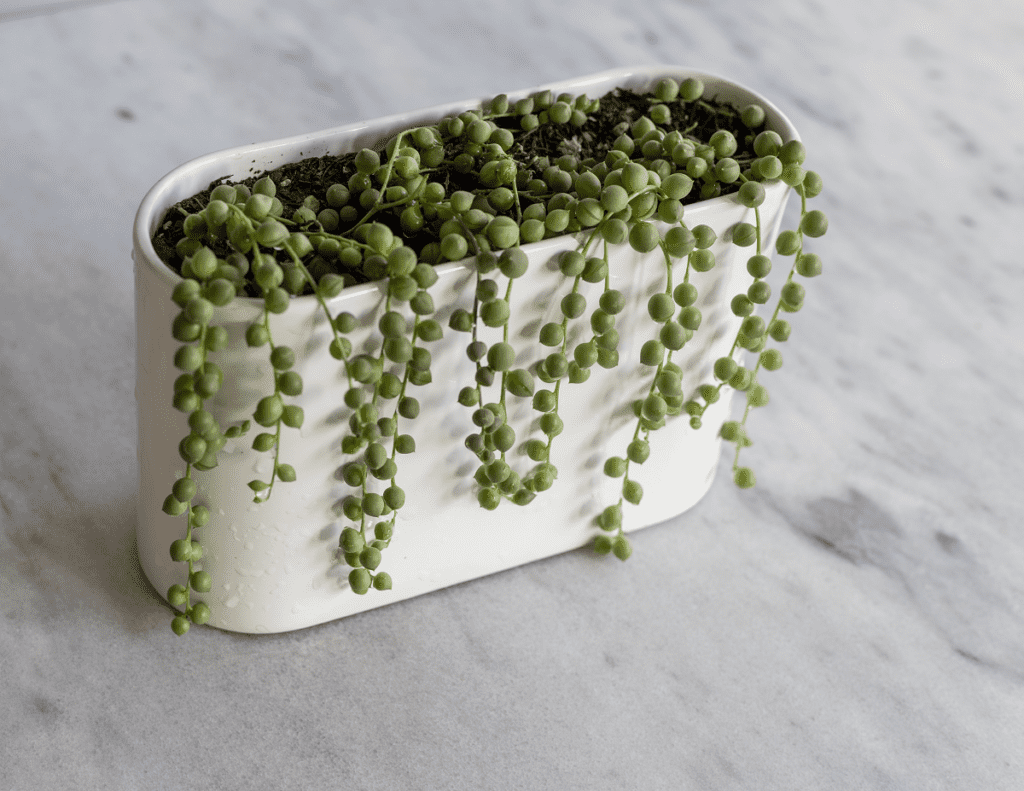 How To Make A Living Succulent Christmas Tree