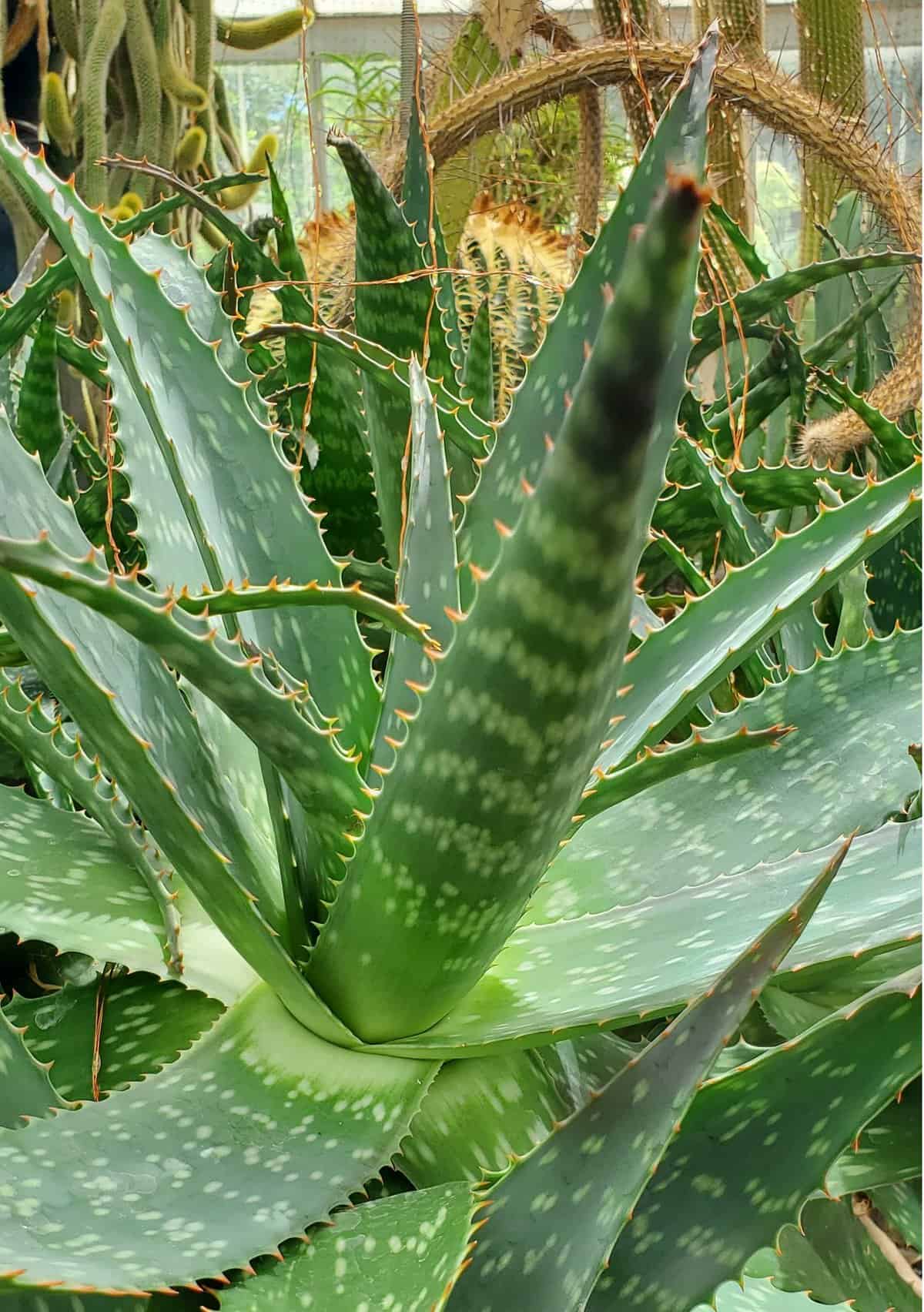 100+ Types of Succulents with Pictures & Names (Identification)