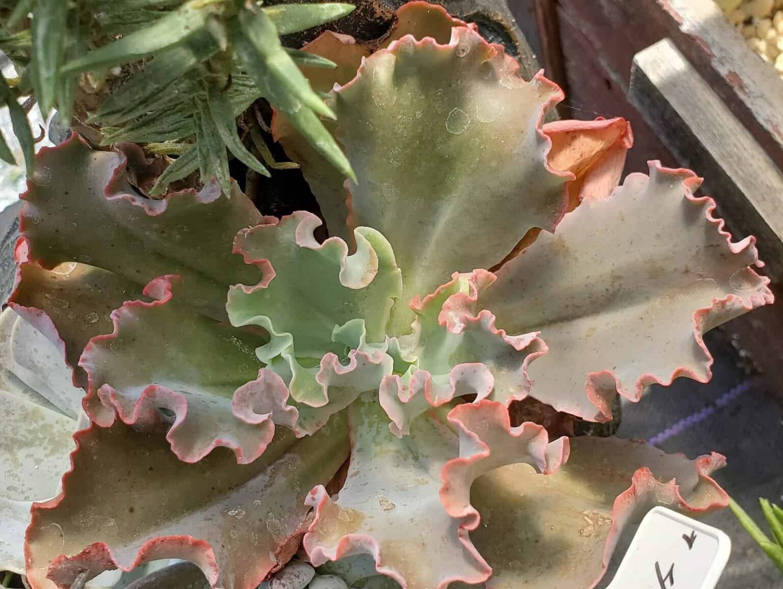 Echeveria Setosa 'Mexican Firecracker' – Info & Care Guide