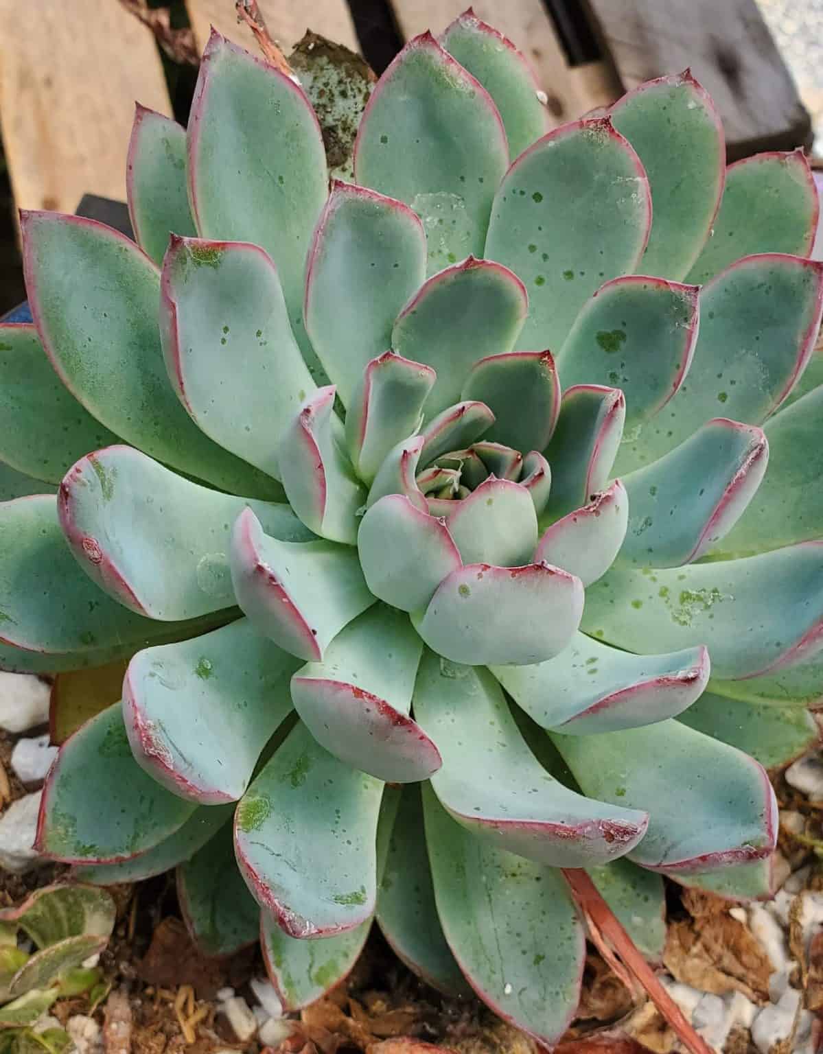100+ Types of Succulents with Pictures & Names (Identification)