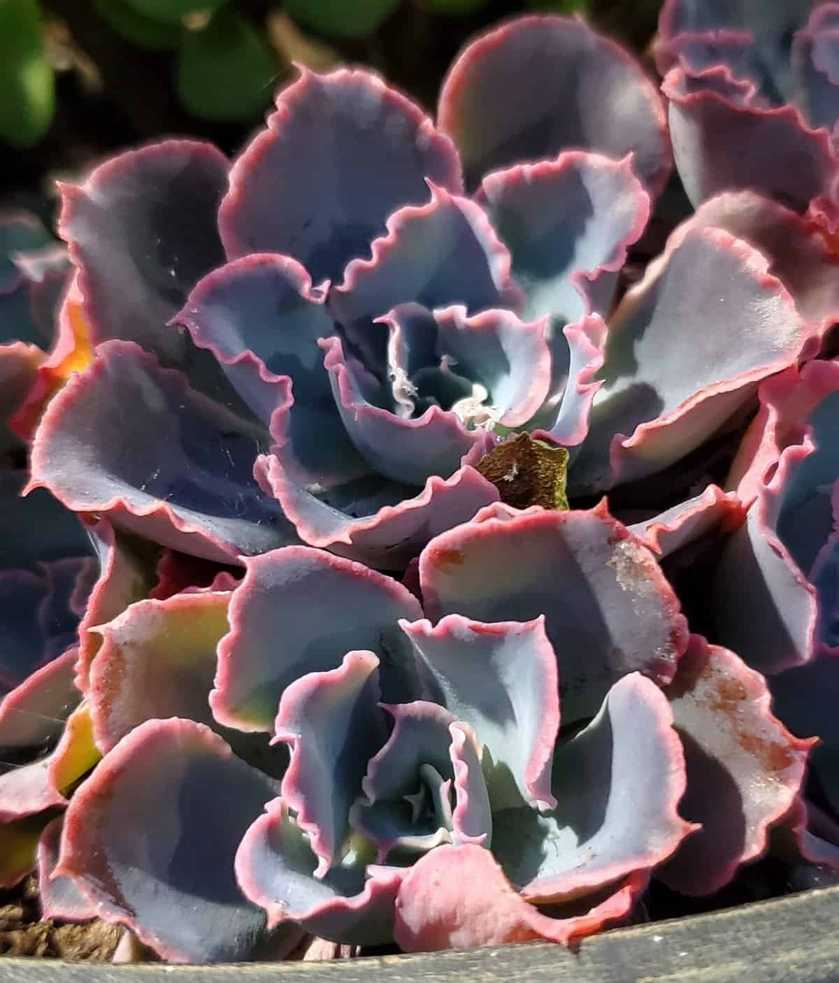 100+ Types of Succulents with Pictures & Names (Identification)