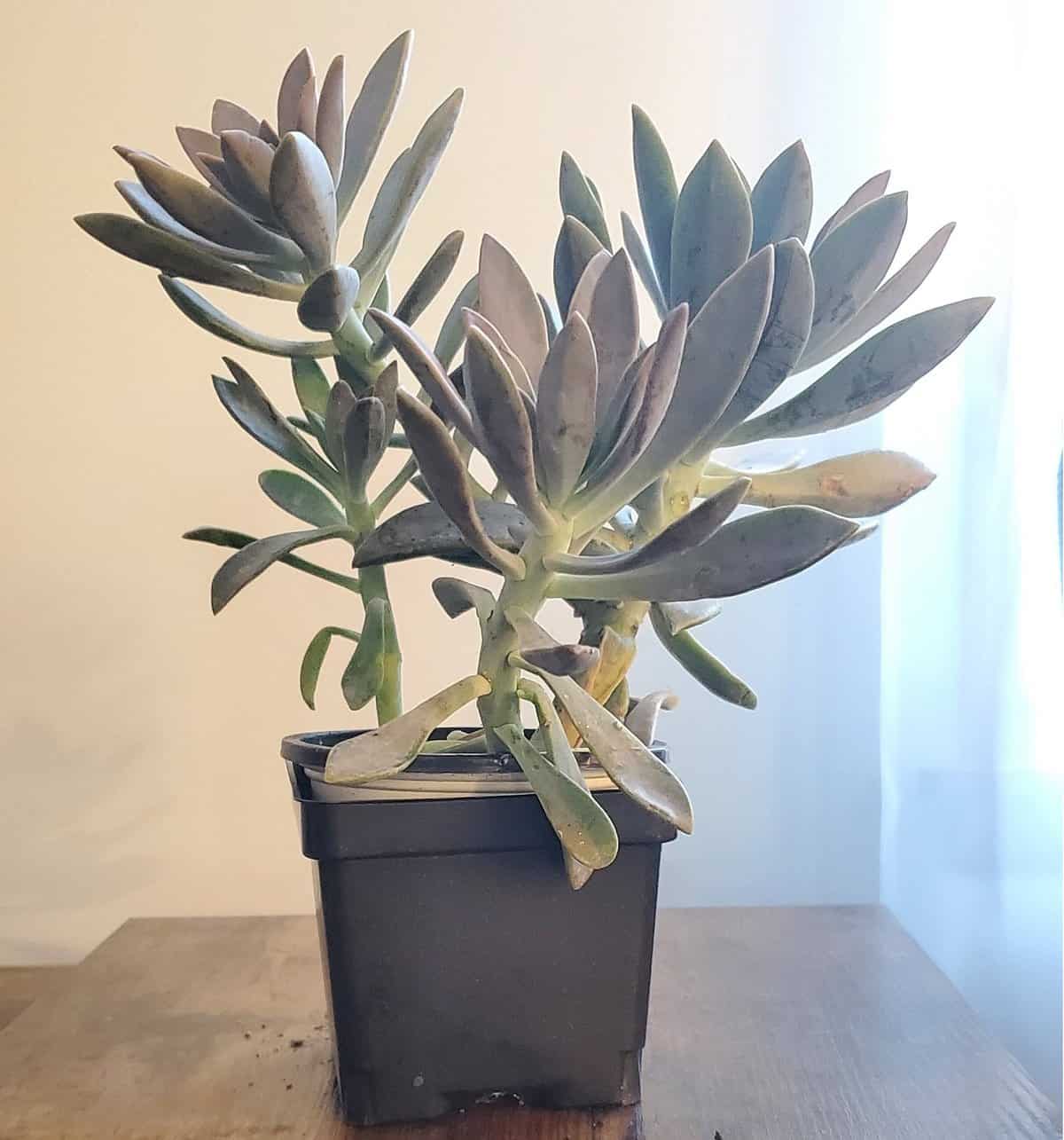 How to Repot Succulents (A Complete Step-by-Step Guide)