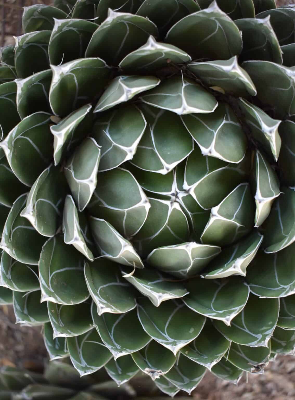 14 Rosette Succulents You Need in Your Collection