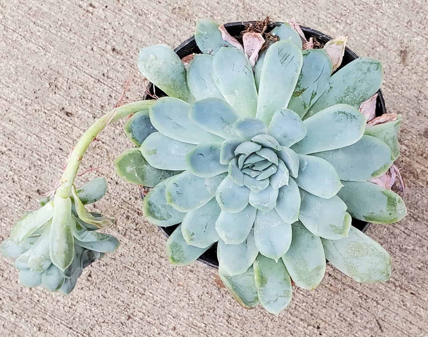 100+ Types of Succulents with Pictures & Names (Identification)