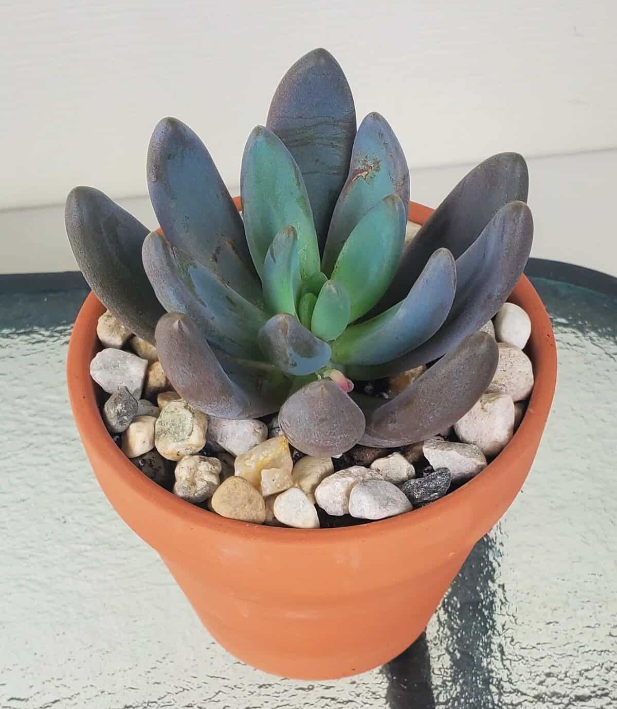 100+ Types of Succulents with Pictures & Names (Identification)