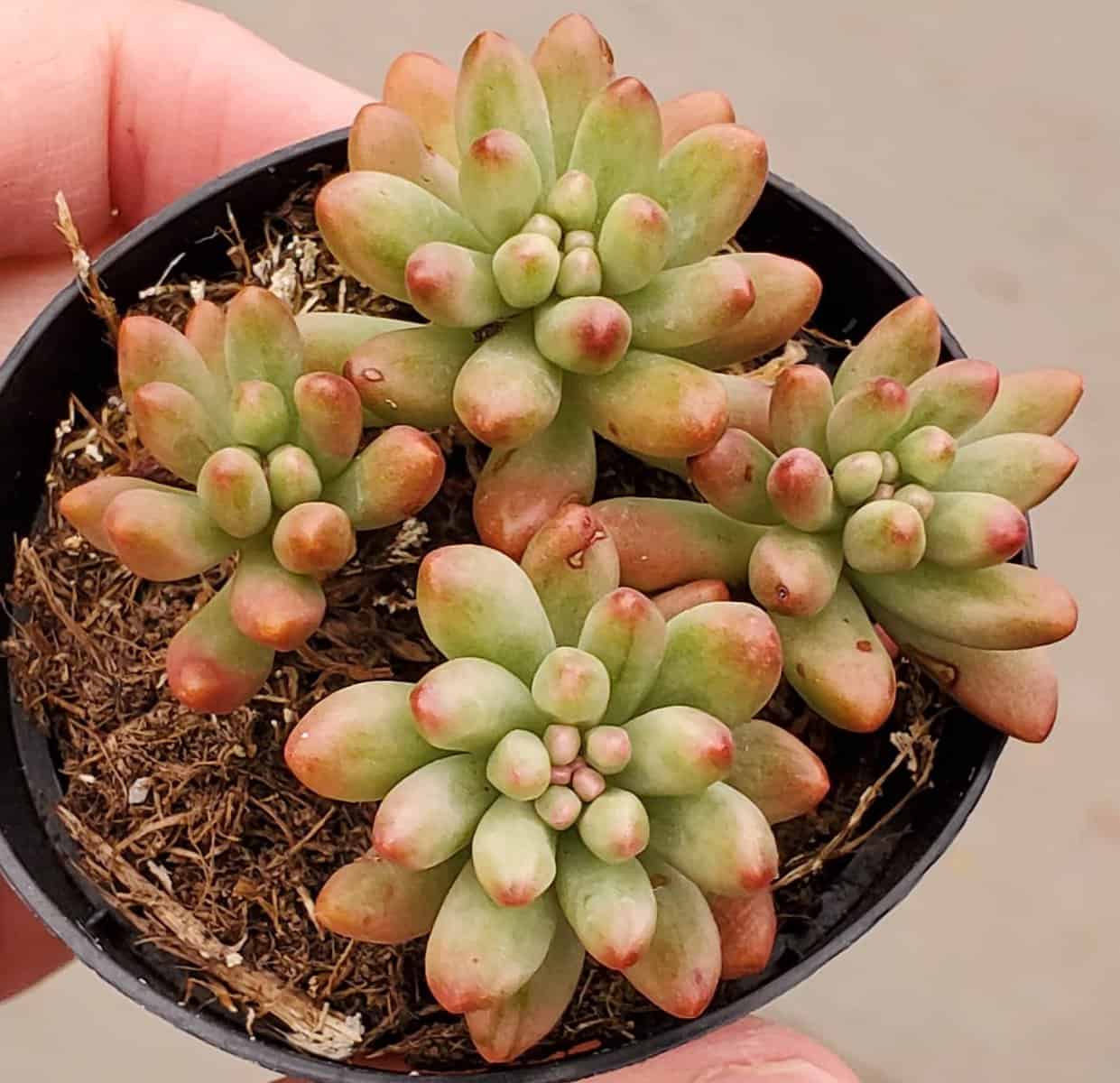 100+ Types of Succulents with Pictures & Names (Identification)
