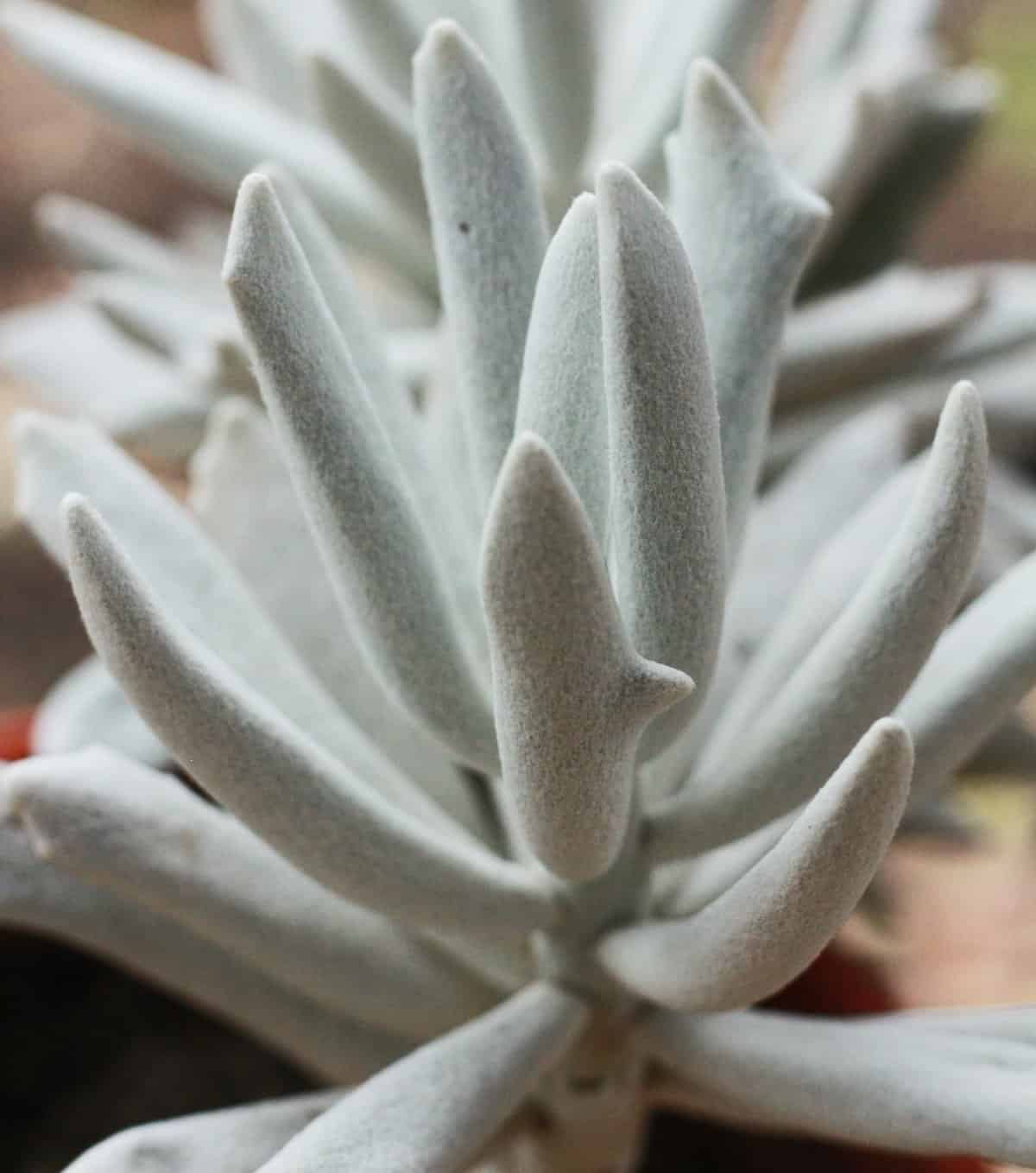 11 Adorable Fuzzy Succulents That You Need to Grow