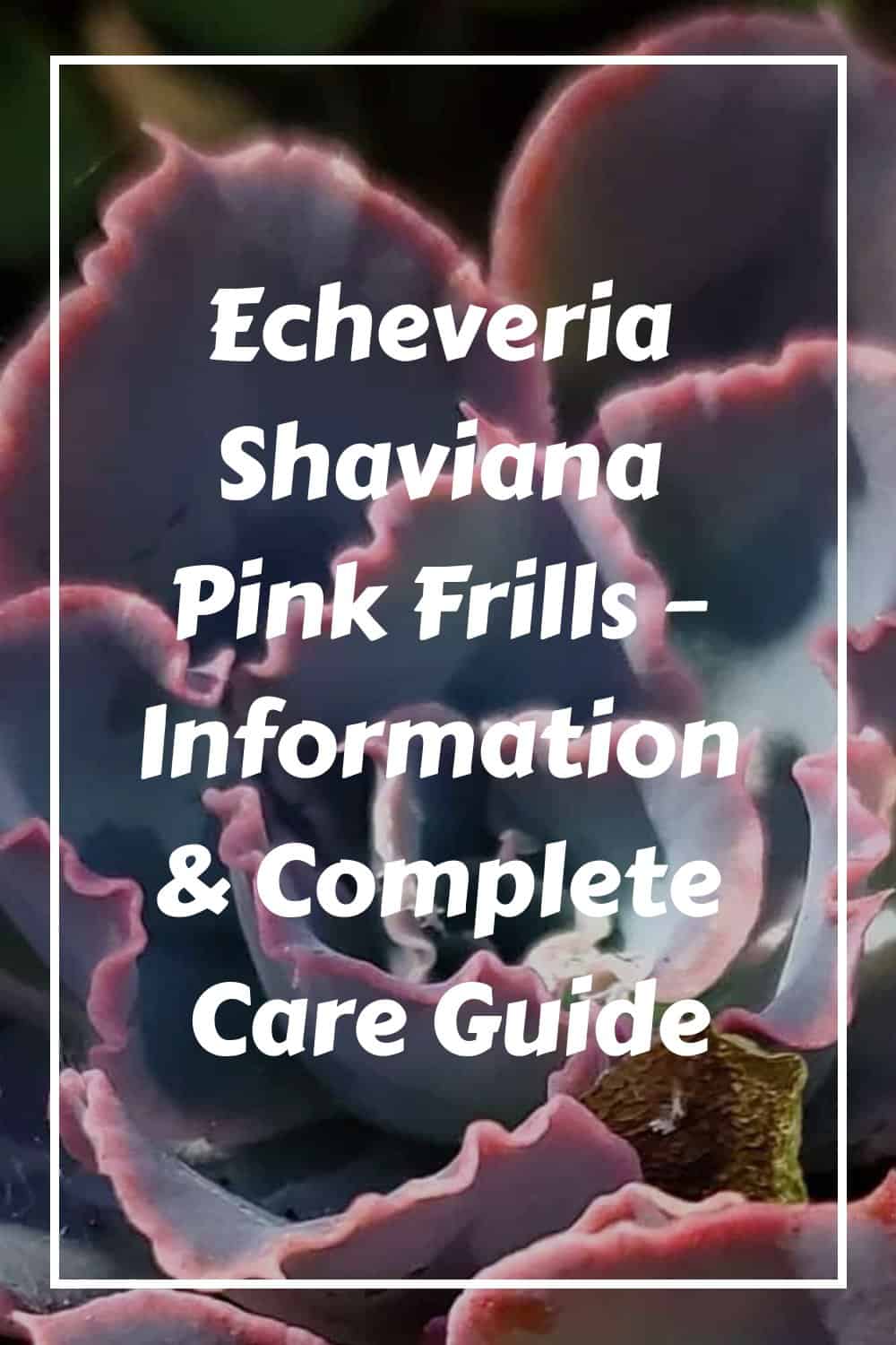 Echeveria Shaviana ‘Pink Frills’ - Information & Complete Care Guide