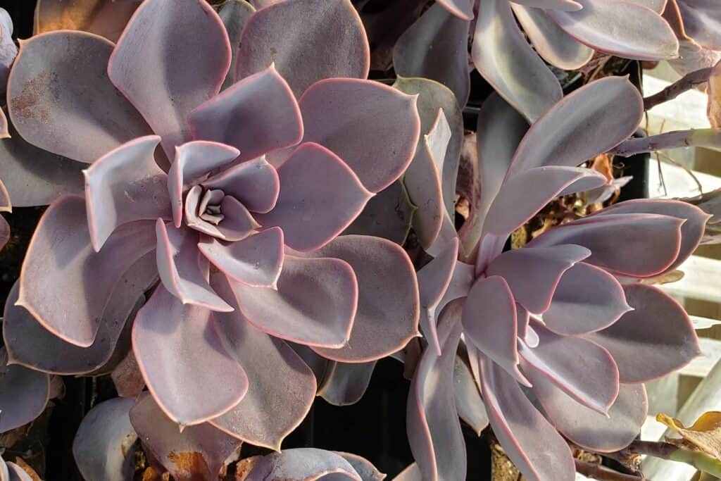 Echeveria Shaviana ‘Pink Frills’ - Information & Complete Care Guide