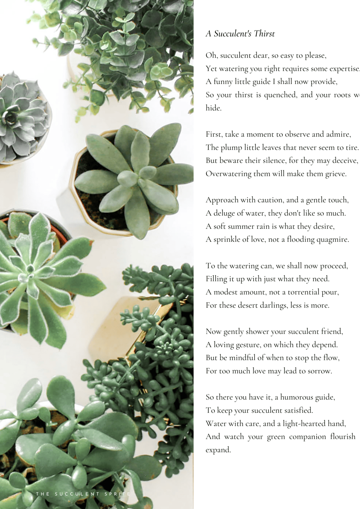 28 Inspiring Succulent Poems that Will Bloom in Your Heart