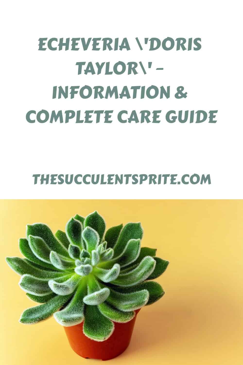 Echeveria 'Doris Taylor' – Information & Complete Care Guide
