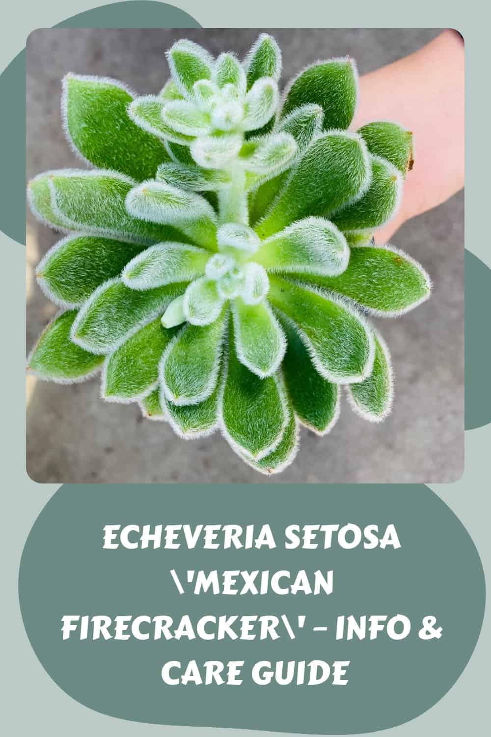 Echeveria Setosa 'Mexican Firecracker' – Info & Care Guide
